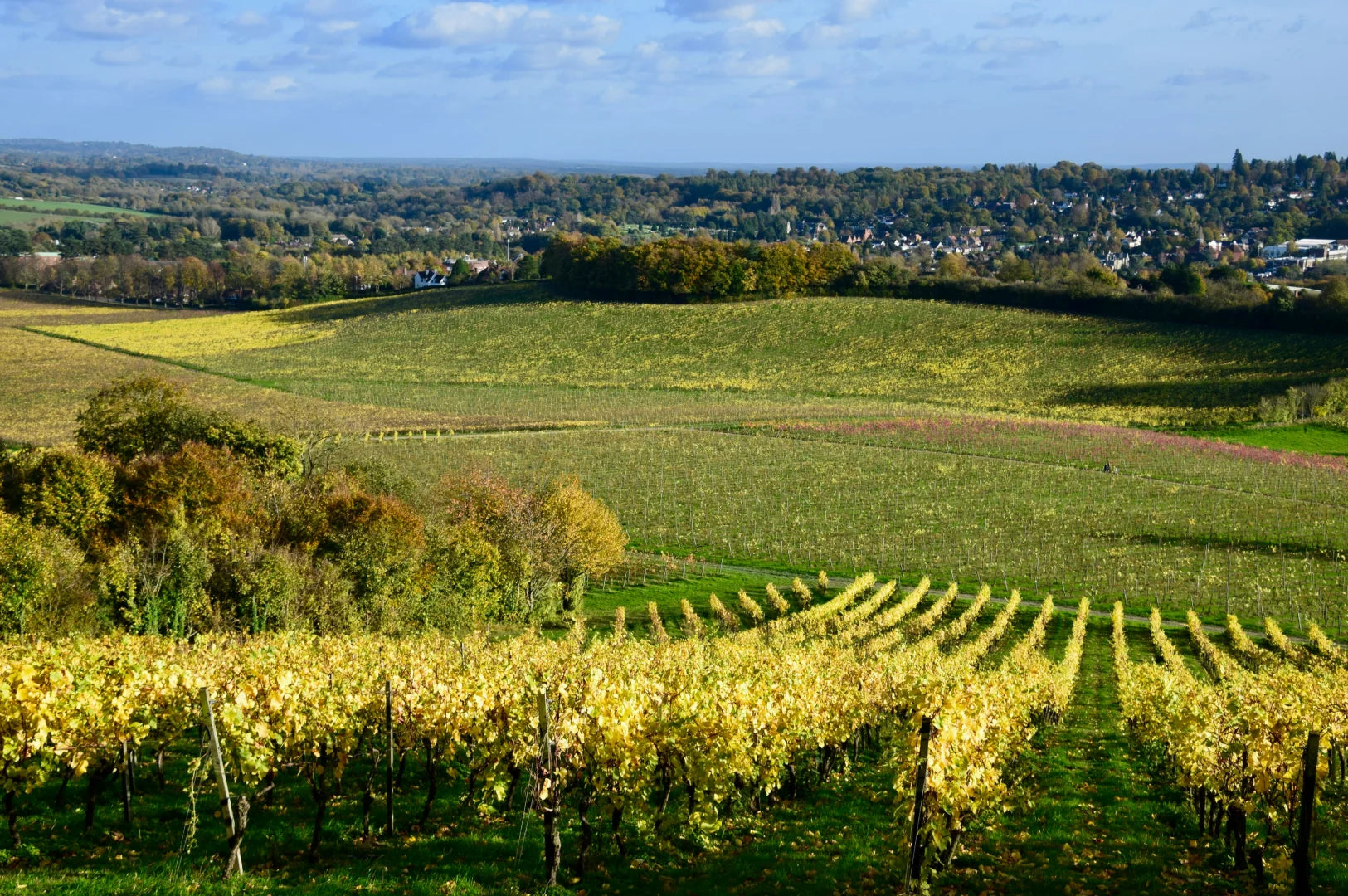 The Rise of English Sparkling Wine: Exploring the UK's Thriving Wine R