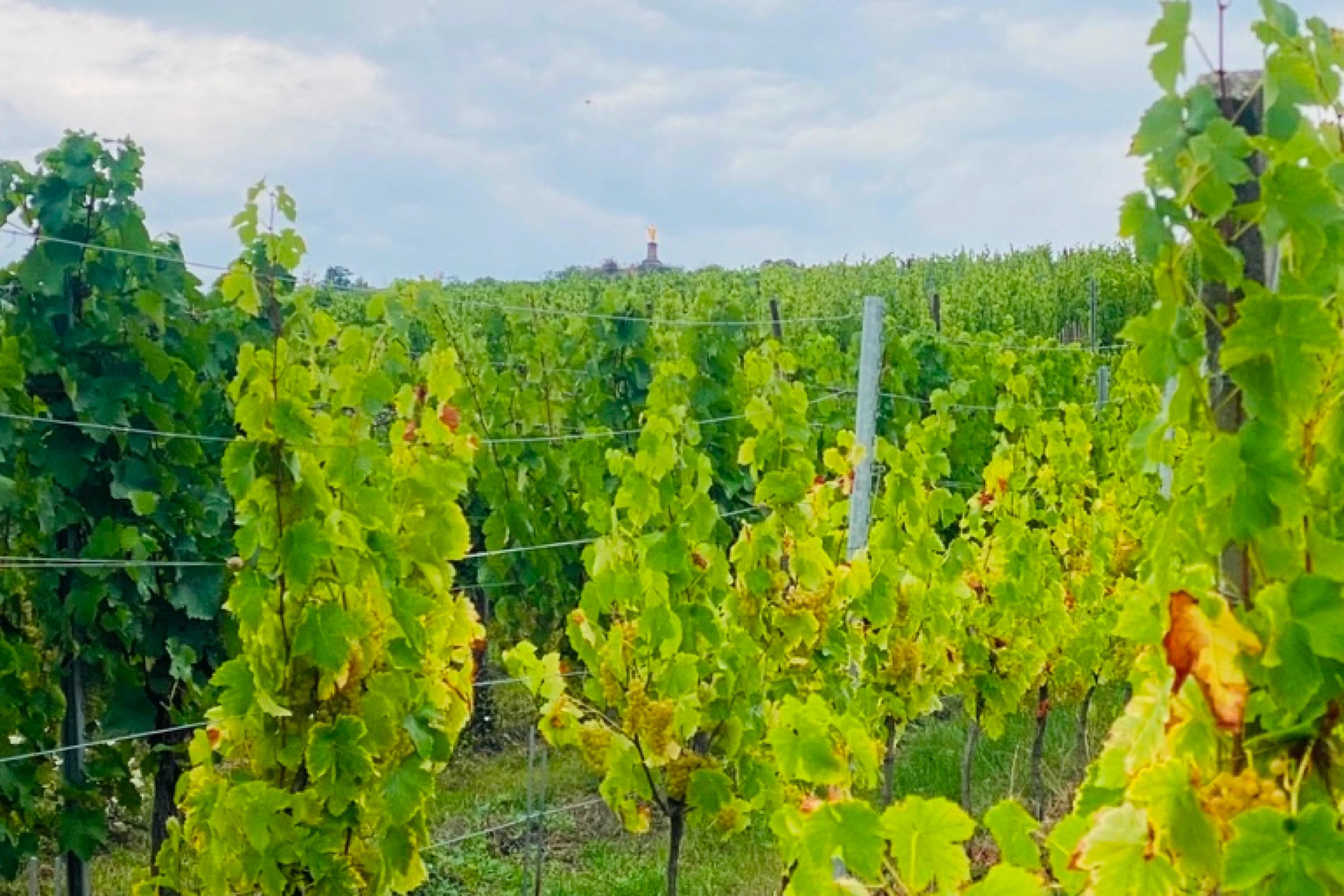 What’s in a 'Cru'? Explaining the Significance of ‘Cru’ on Wine Labels